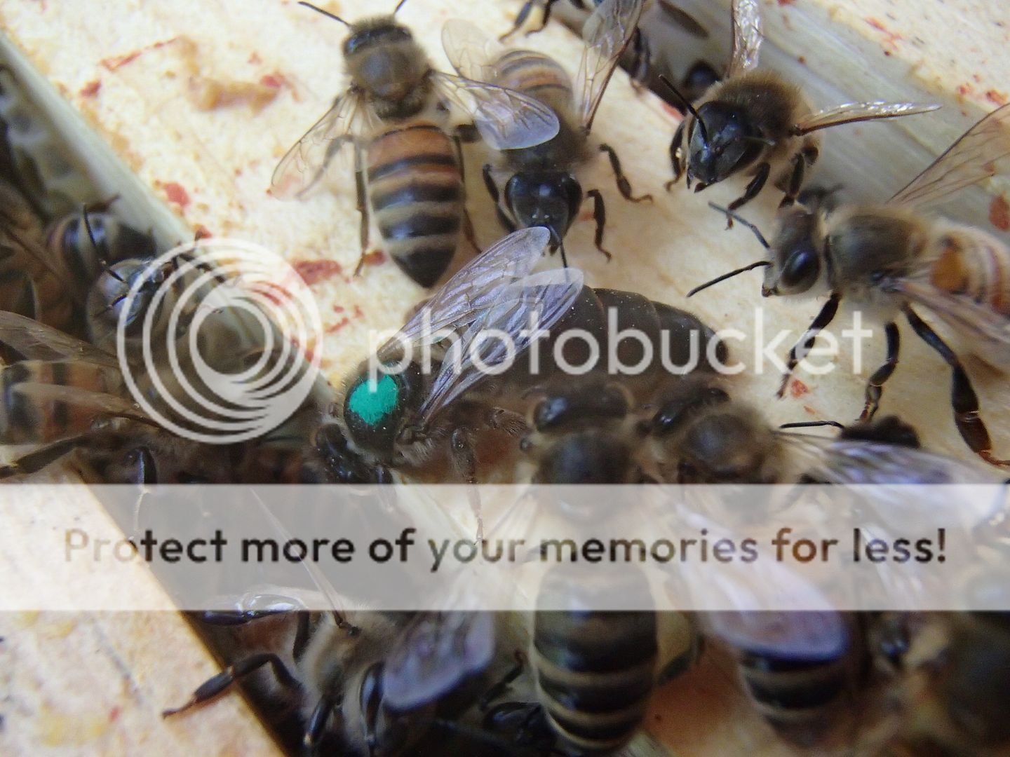 Why are my queen cells so small? | Beesource Beekeeping Forums